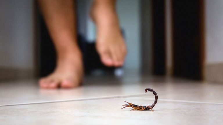 What Do You Really Know About Scorpion Stings? | iCare